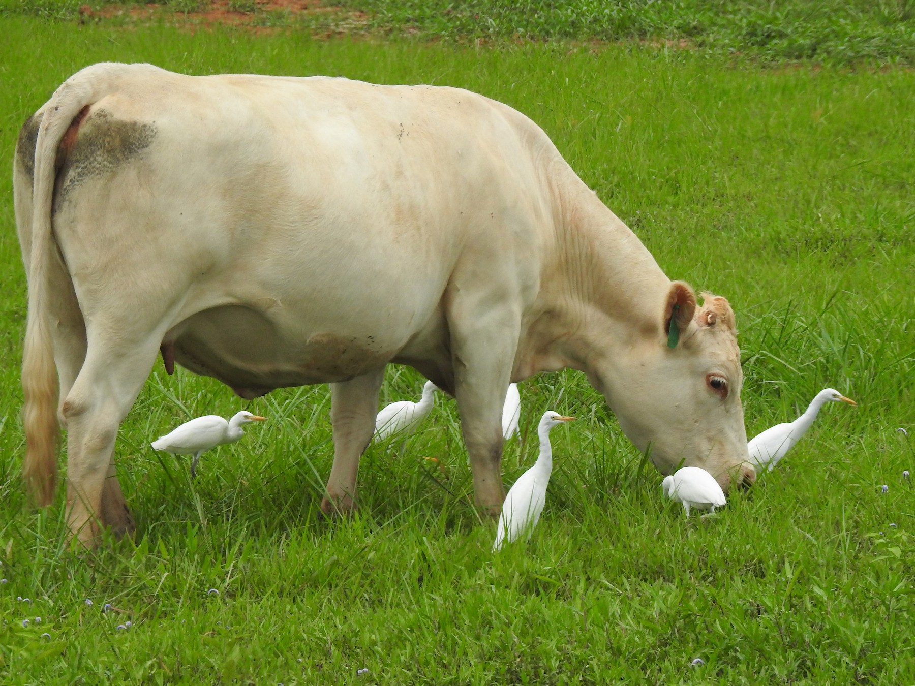 Western/Eastern Cattle Egret - eBird
