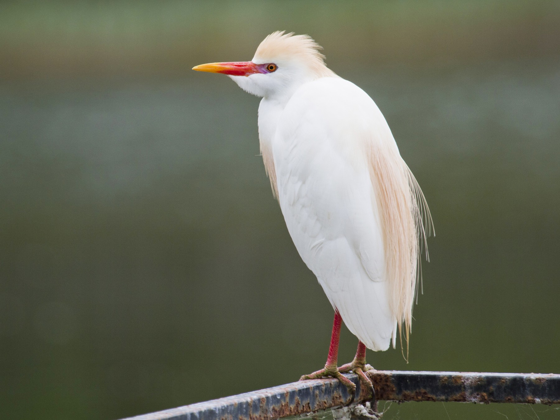 Cattle Egret And Cattle