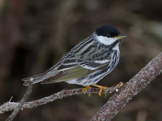 Blackpoll Warbler - Setophaga striata - Birds of the World