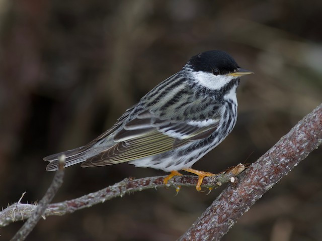 Blackpoll Warbler Fall