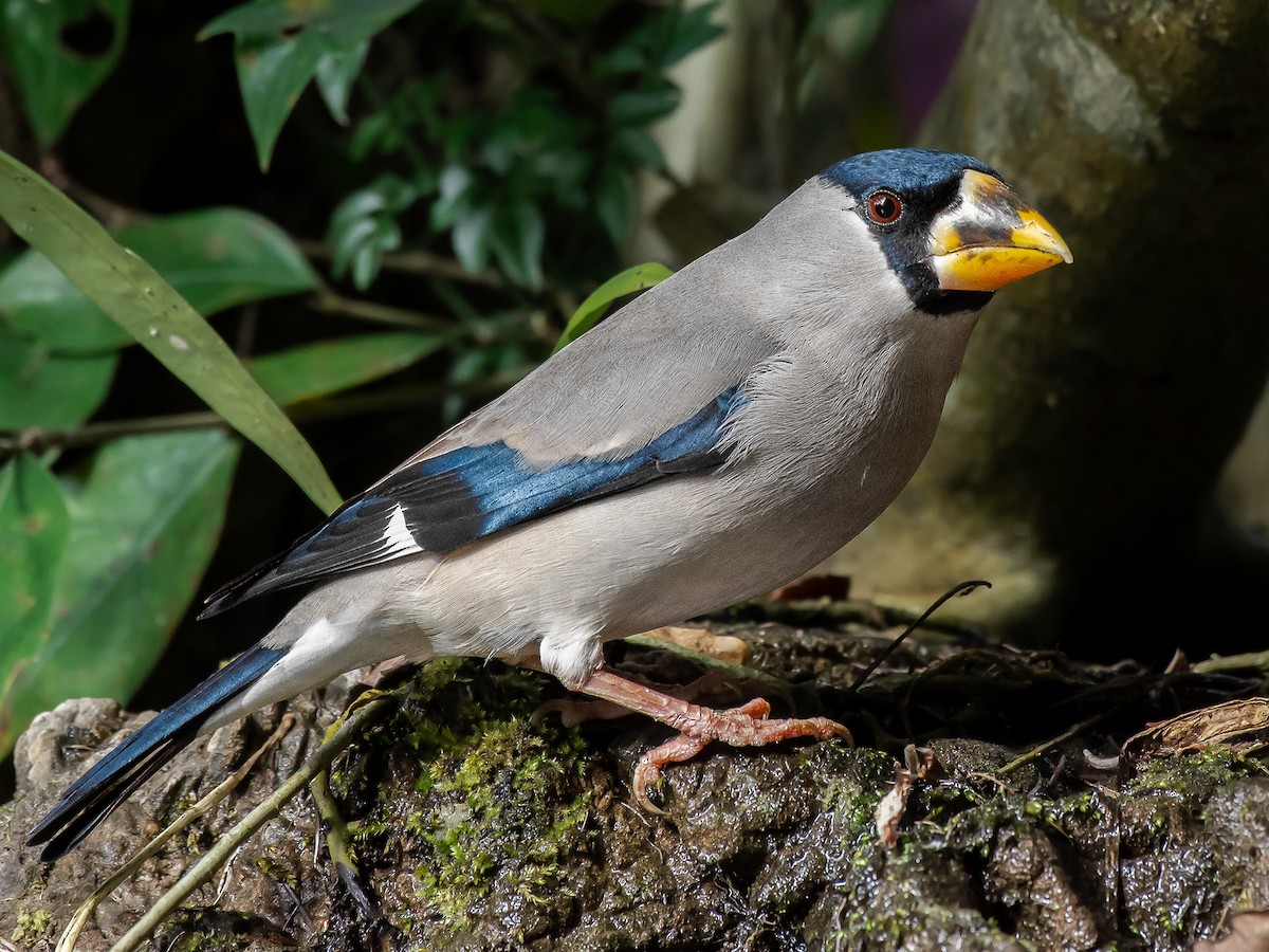 Japanese Grosbeak - Eophona personata - Birds of the World