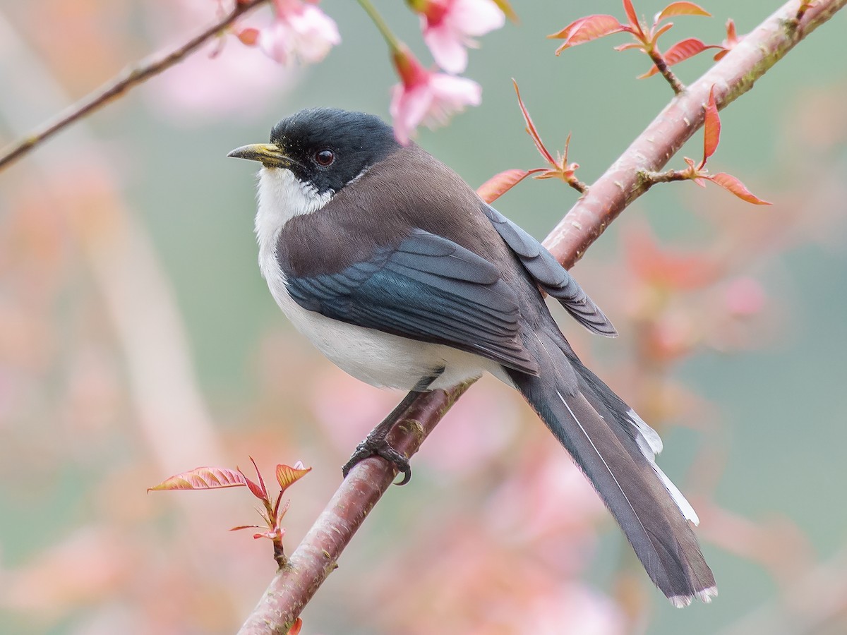 Black-backed Sibia - Heterophasia melanoleuca - Birds of the World