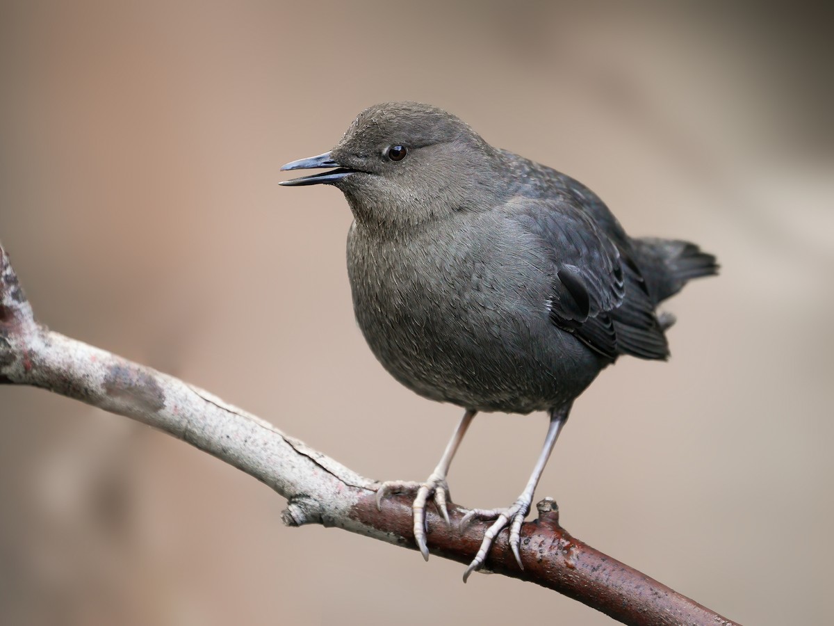 American Dipper - Cinclus mexicanus - Birds of the World