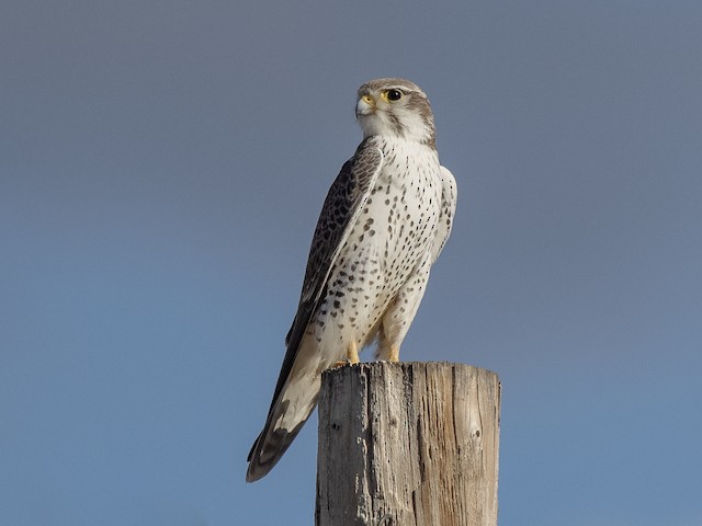 Prairie Falcon In Flight