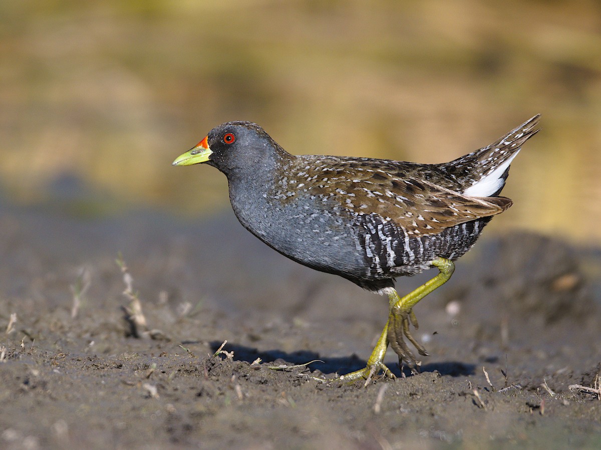 Australian Crake - Porzana fluminea - Birds of the World