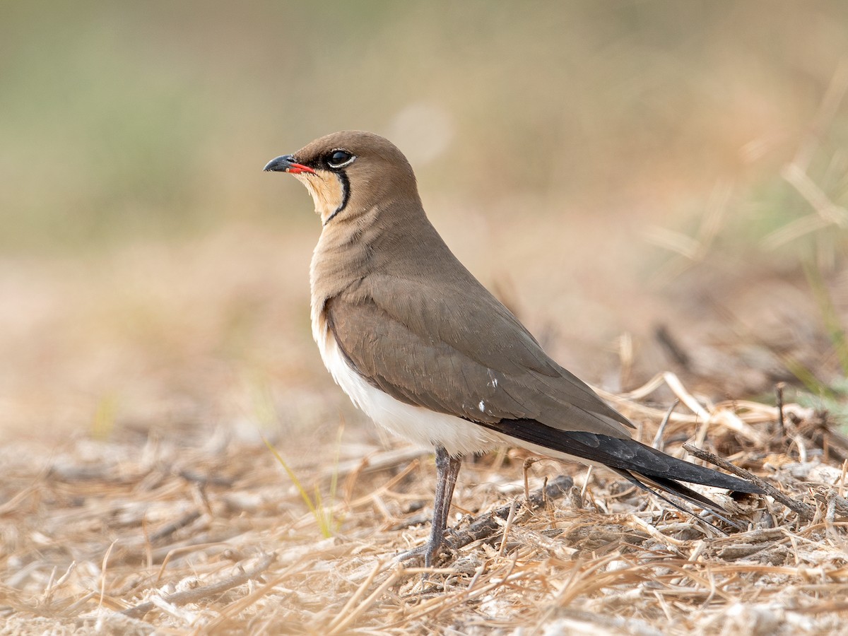 Collared Pratincole - Glareola pratincola - Birds of the World