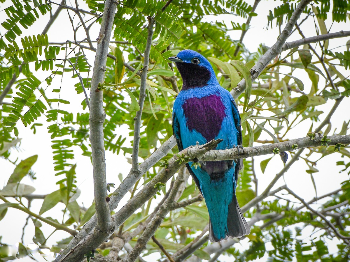 Lovely Cotinga - Cotinga amabilis - Birds of the World