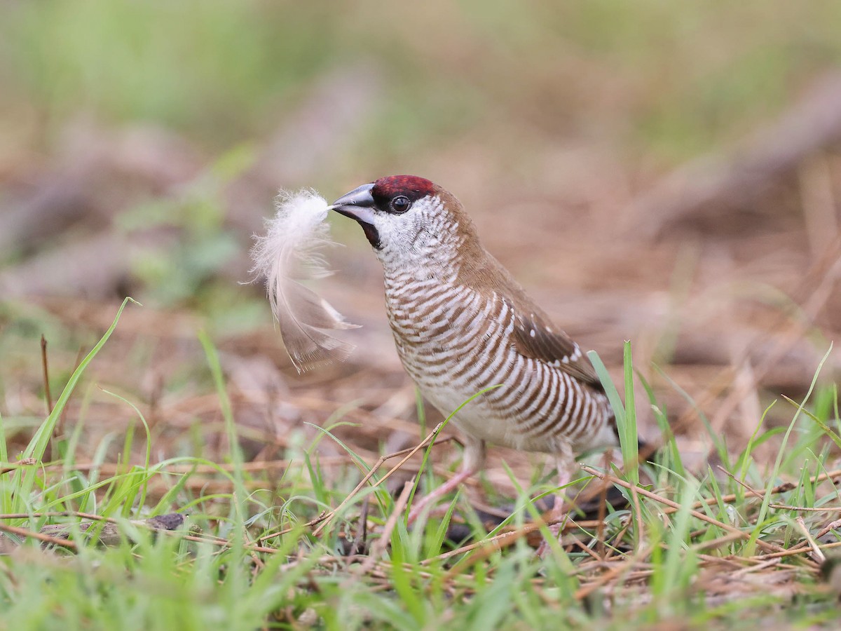 Plum-headed Finch - Emblema modesta - Birds of the World