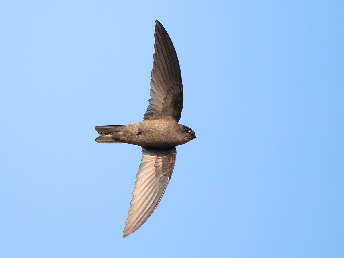 Himalayan Swiftlet - Aerodramus brevirostris - Birds of the World