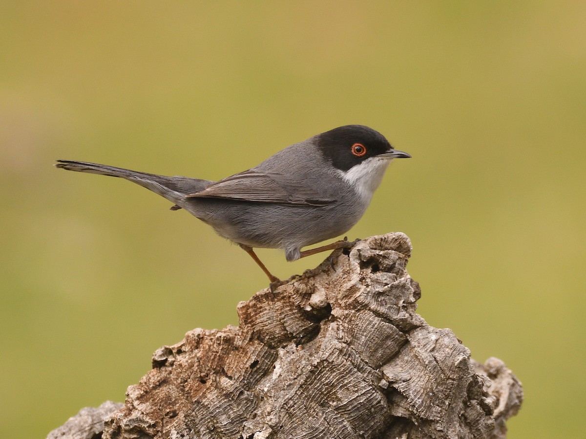 Sardinian Warbler - Curruca melanocephala - Birds of the World