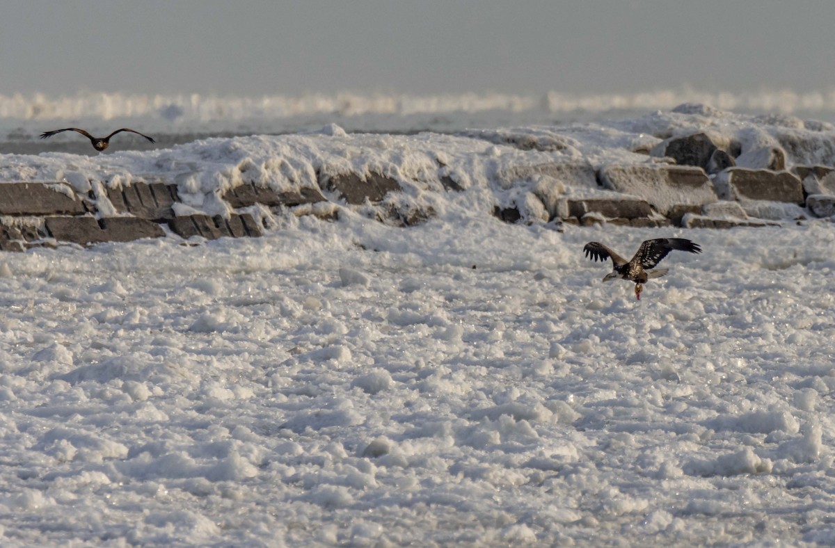 eBird Checklist - 6 Feb 2021 - Lorain Harbor--Fishing Pier - 11 species