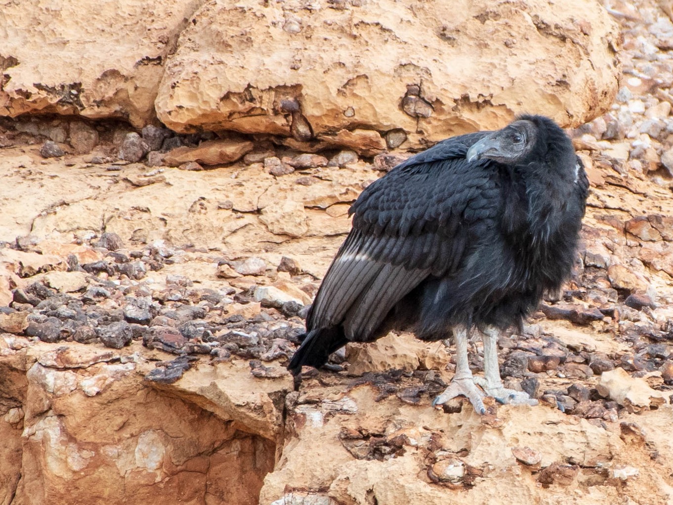 Californische Condor - eBird