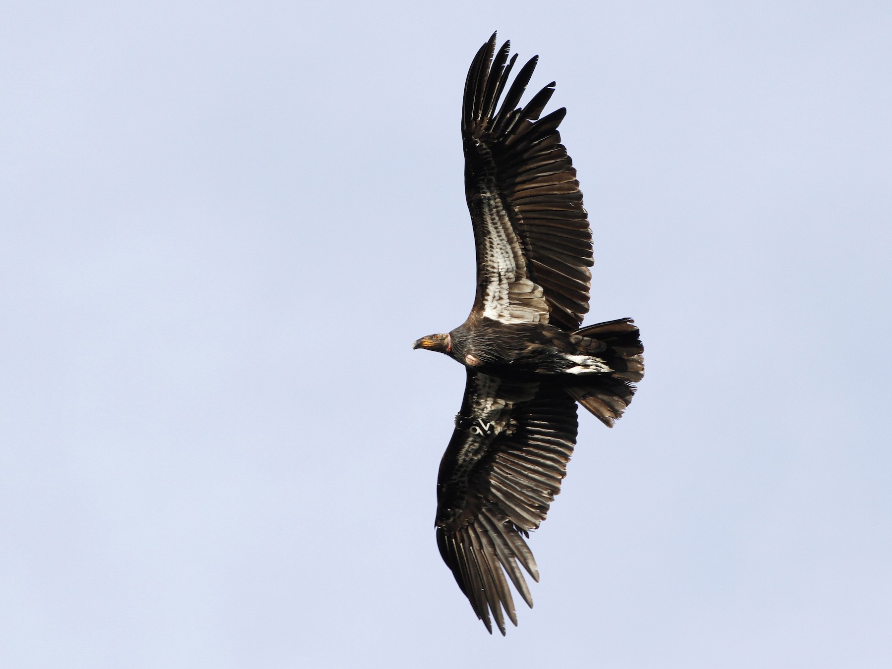 California Condor - eBird