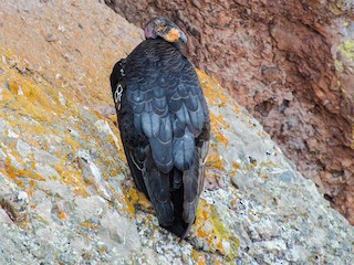 California Condor - eBird California Condor - eBird