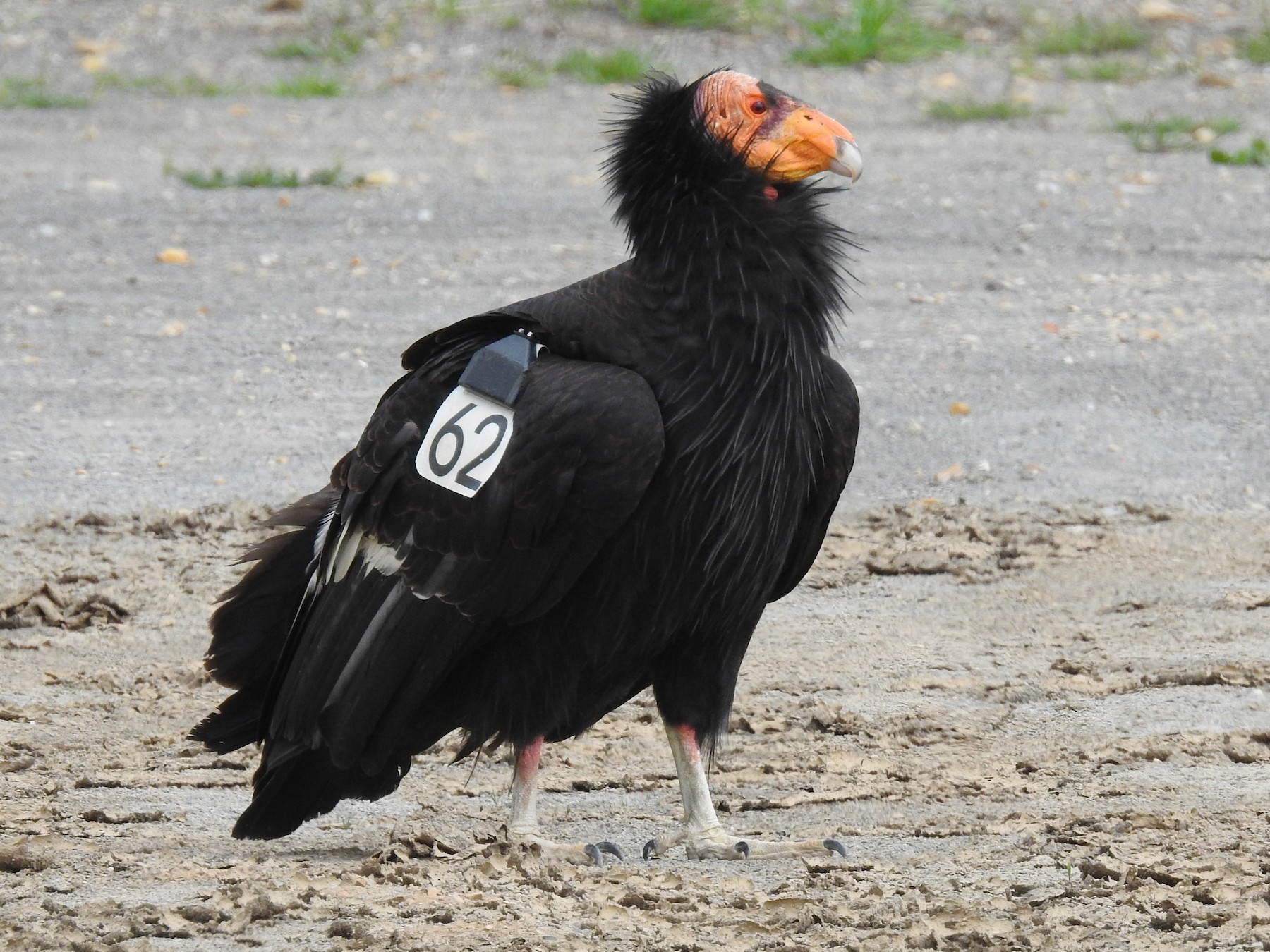 California Condor - eBird