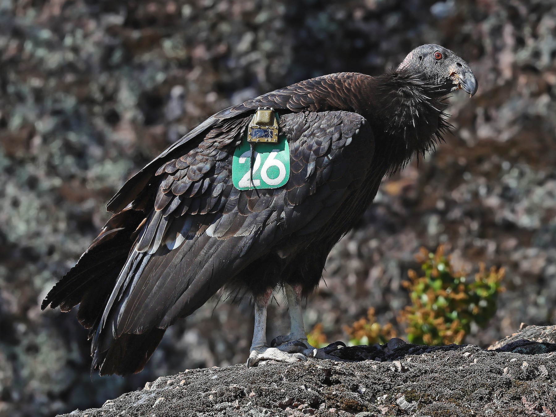 California Condor - eBird