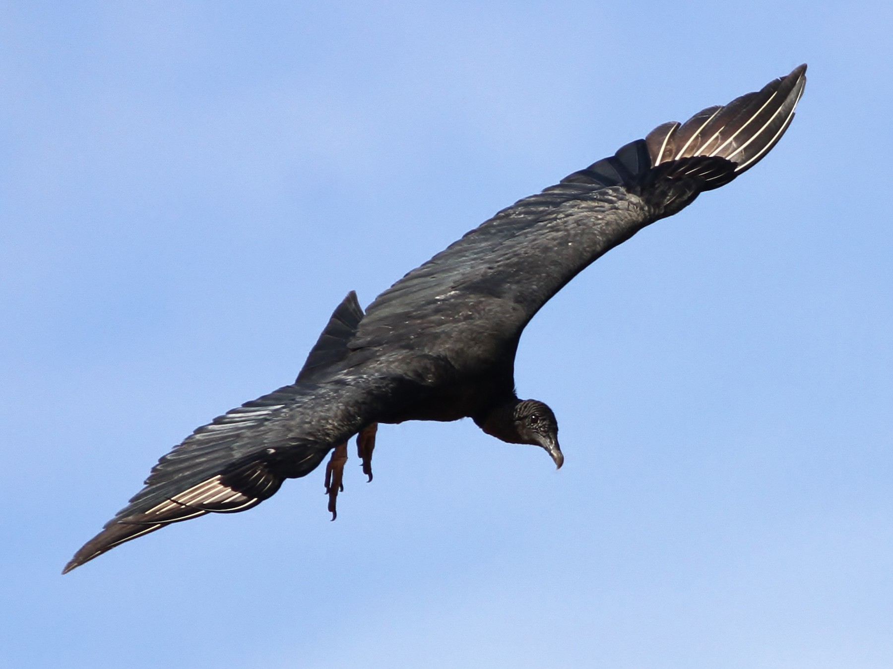 American Black Vulture - eBird