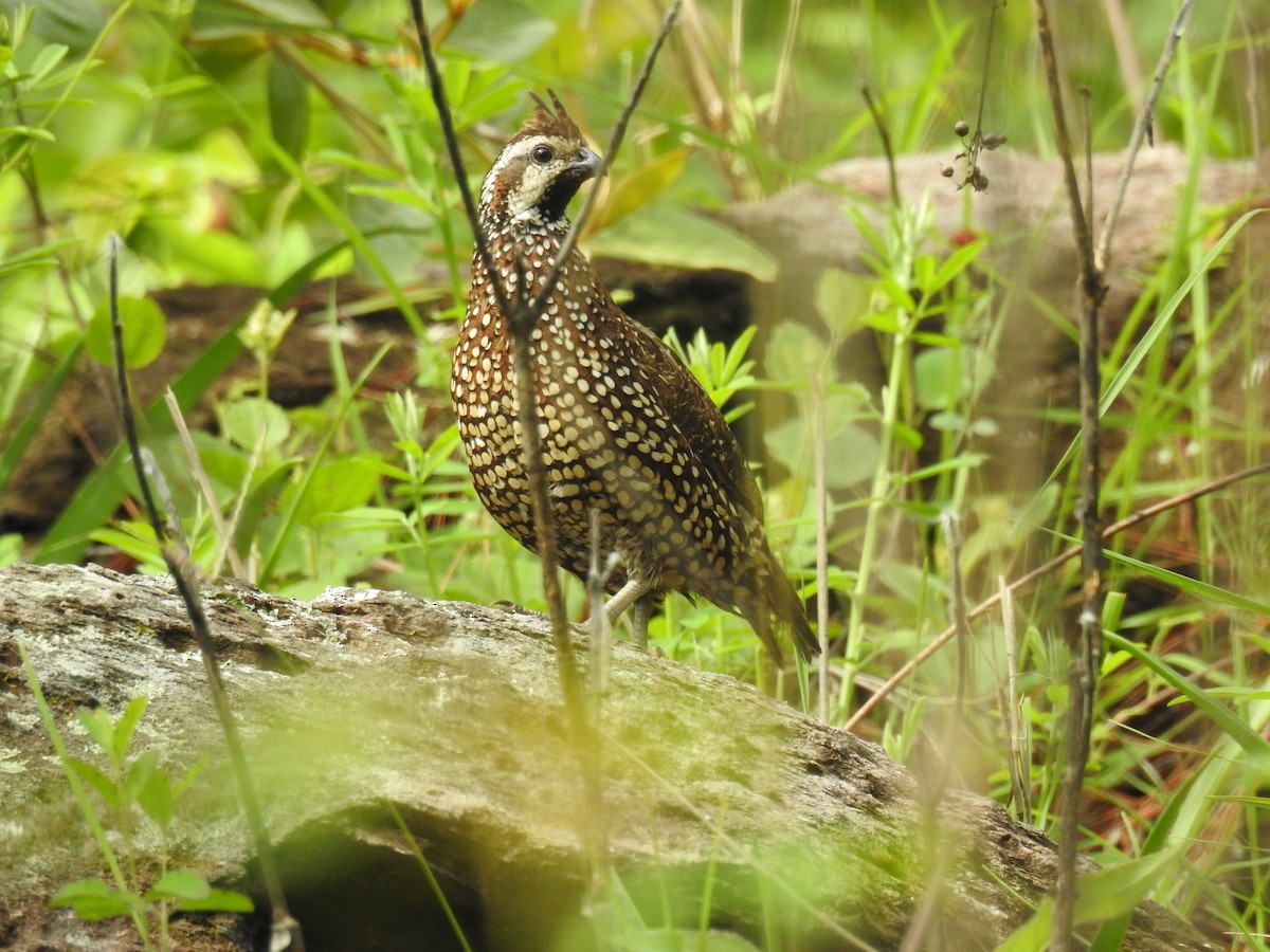 ML30530021 Crested Bobwhite (Spot-bellied) Macaulay Library