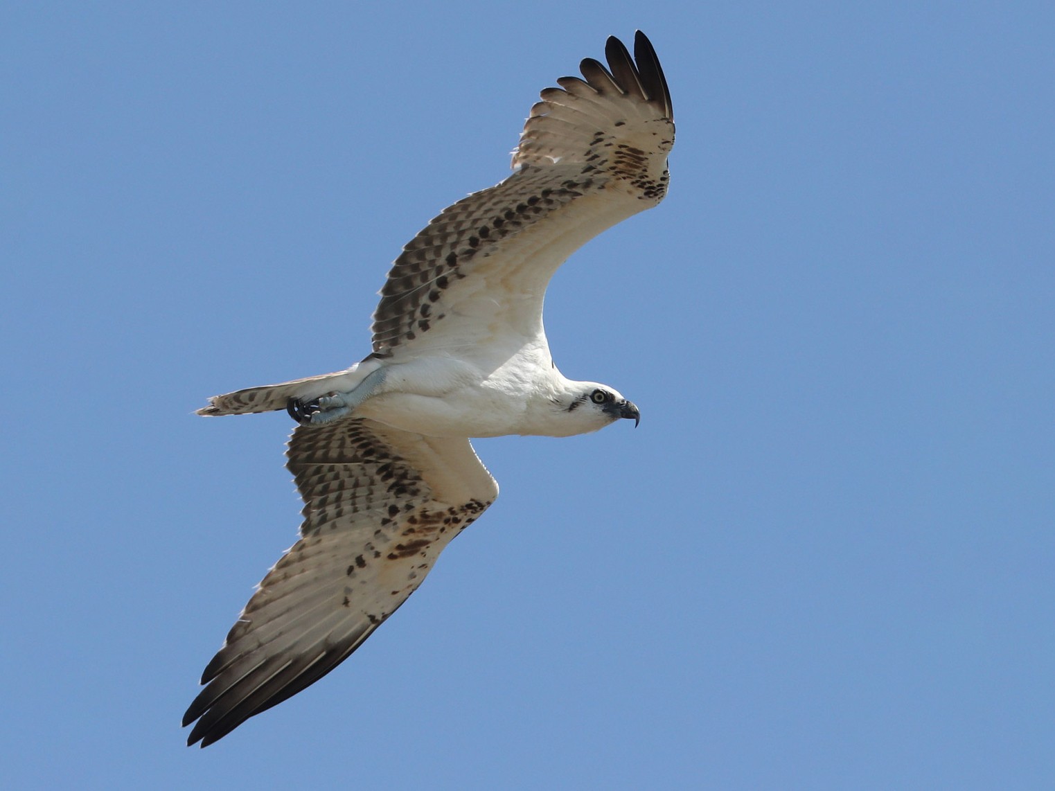Osprey - eBird