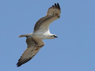 Osprey - eBird