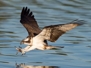 Osprey - eBird