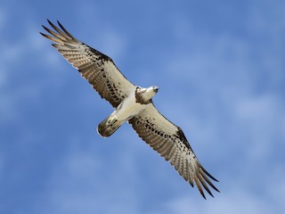 Osprey - Pennsylvania Bird Atlas