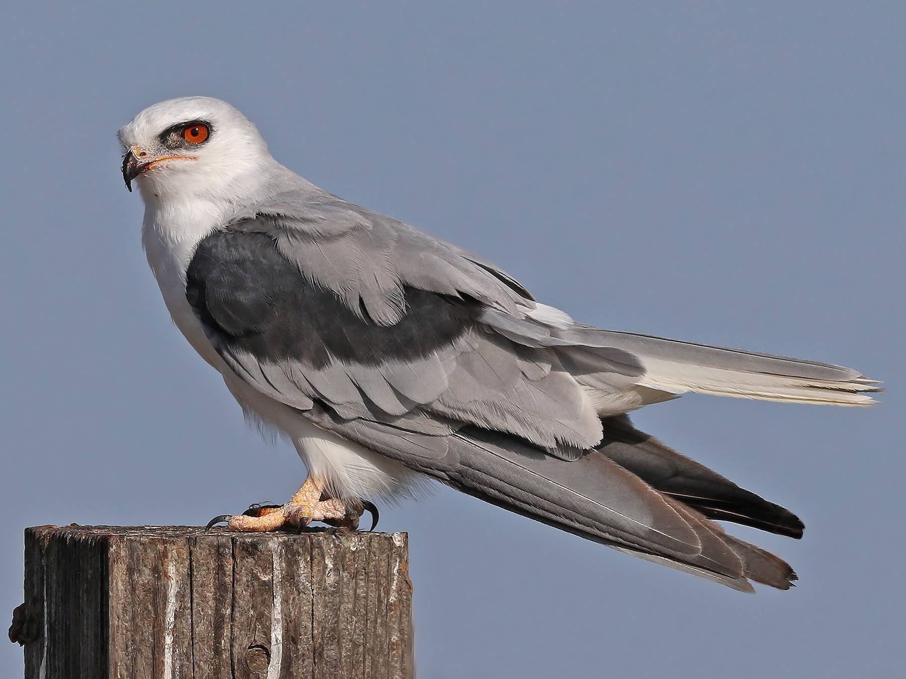 White-tailed Kite - eBird