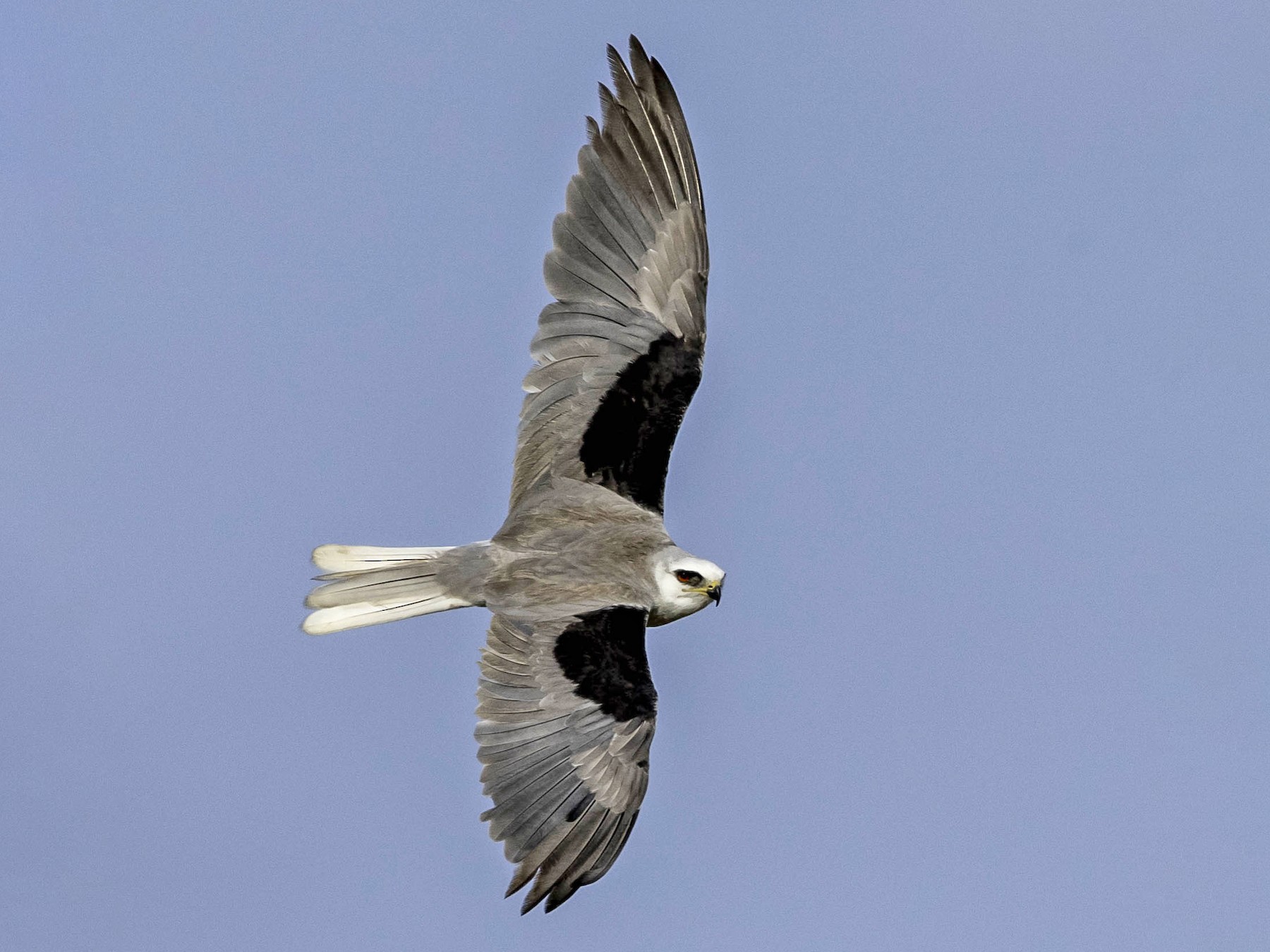 White-tailed Kite - eBird