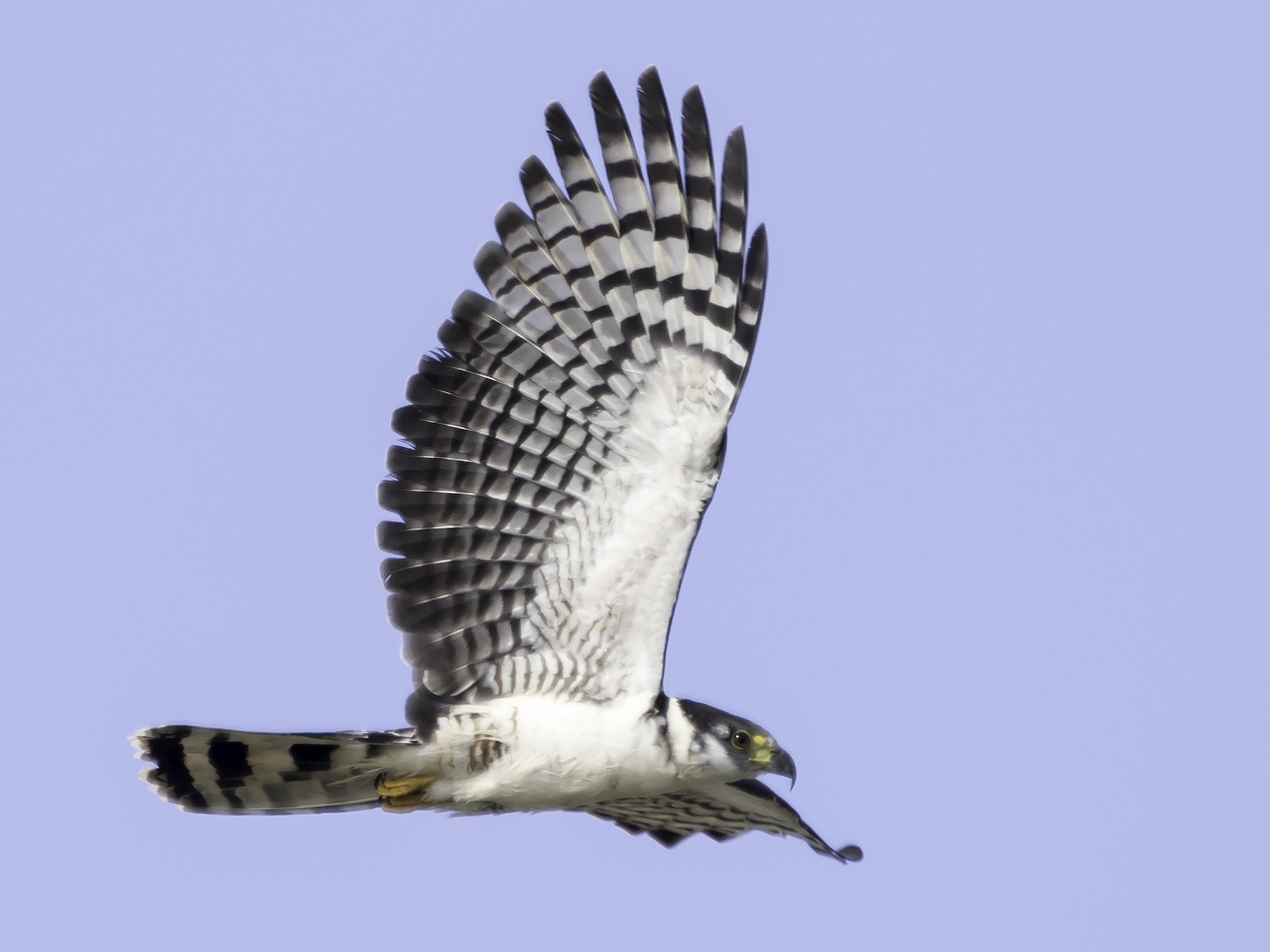 Hook-billed Kite - eBird