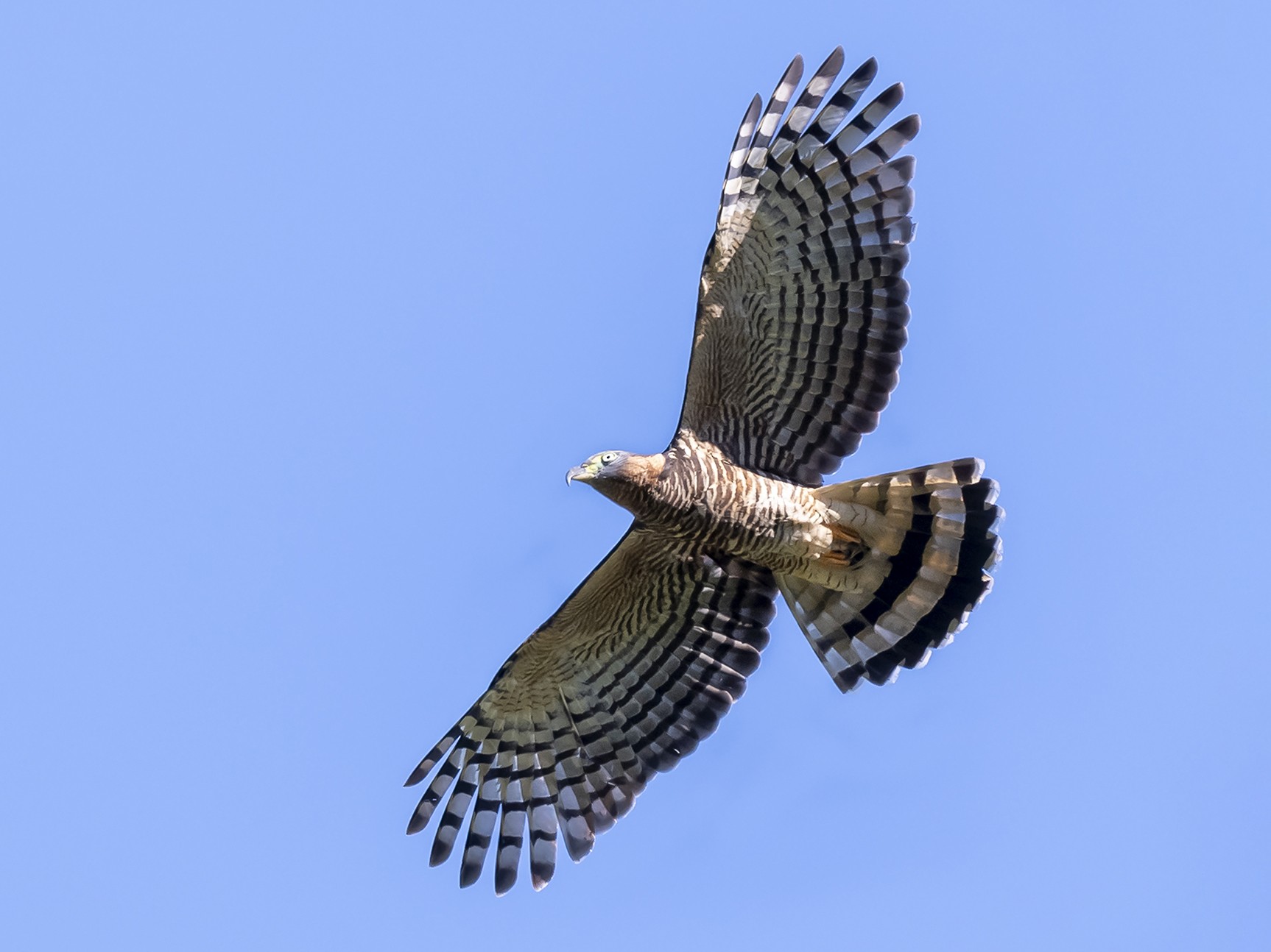 Hook-billed Kite - eBird