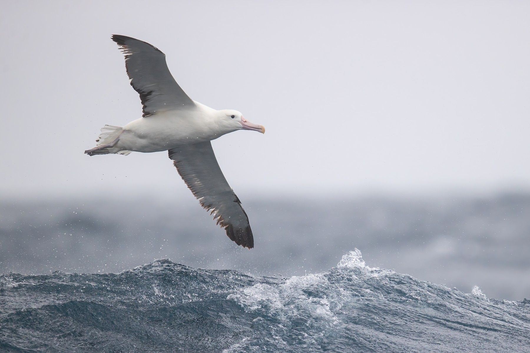 Royal Albatross (Southern) - eBird