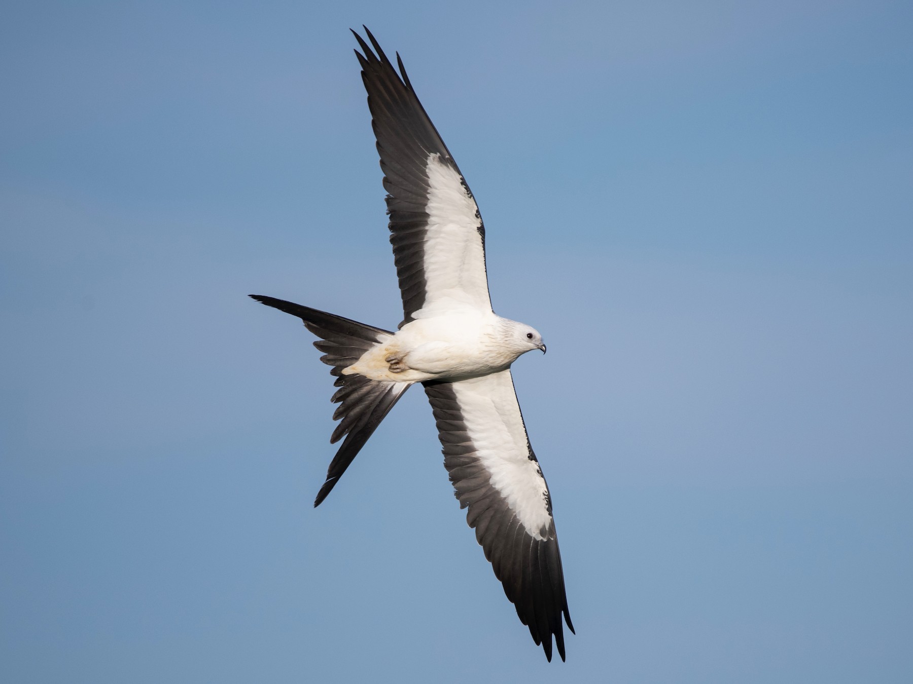 Swallow-tailed Kite - Vermont eBird