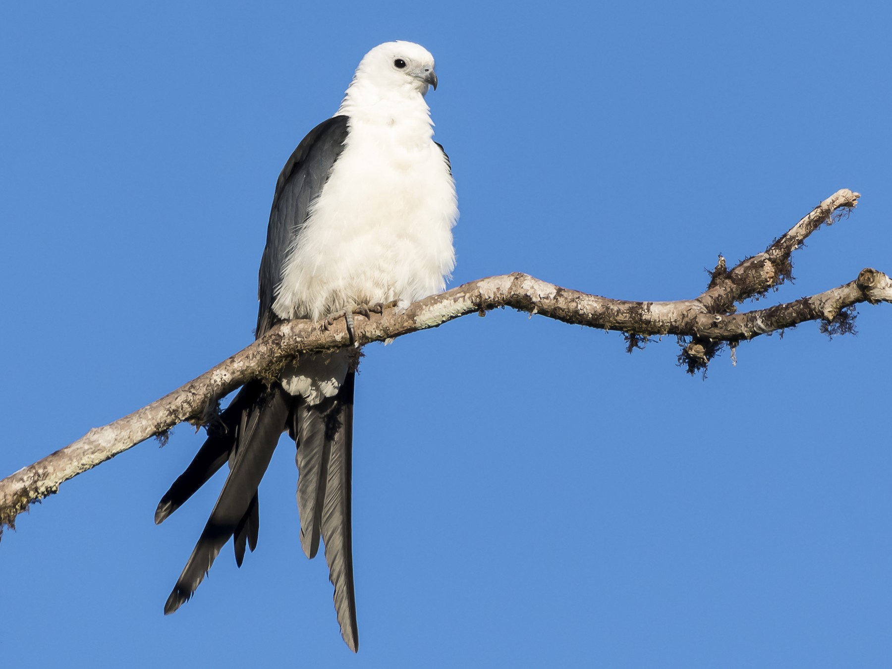 Swallow-tailed Kite - eBird