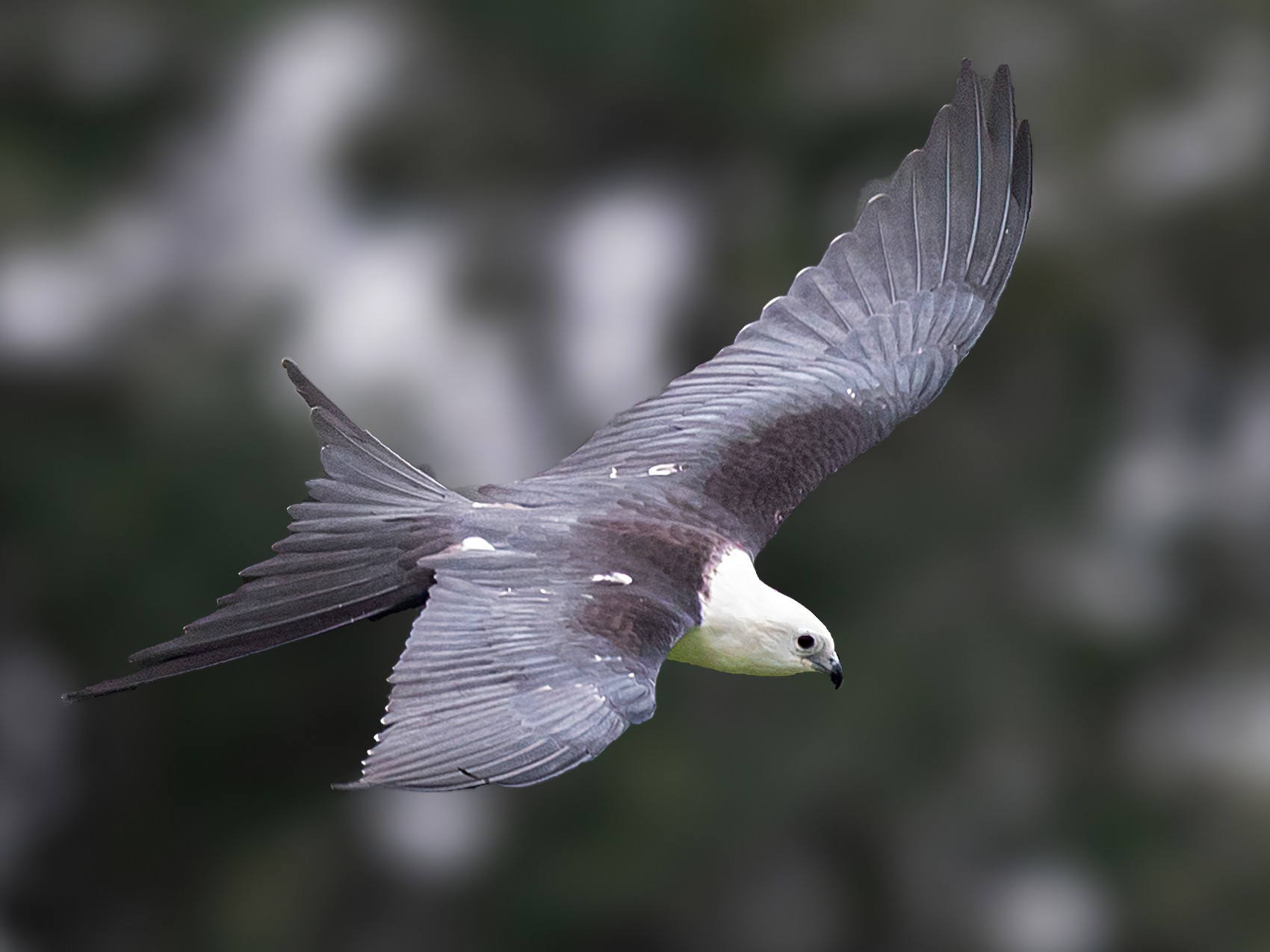 Swallow-tailed Kite - eBird