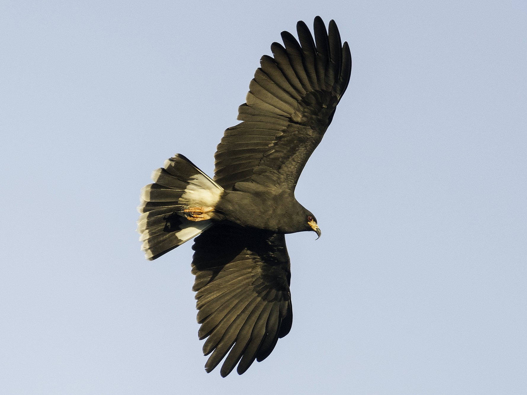 Snail Kite - eBird
