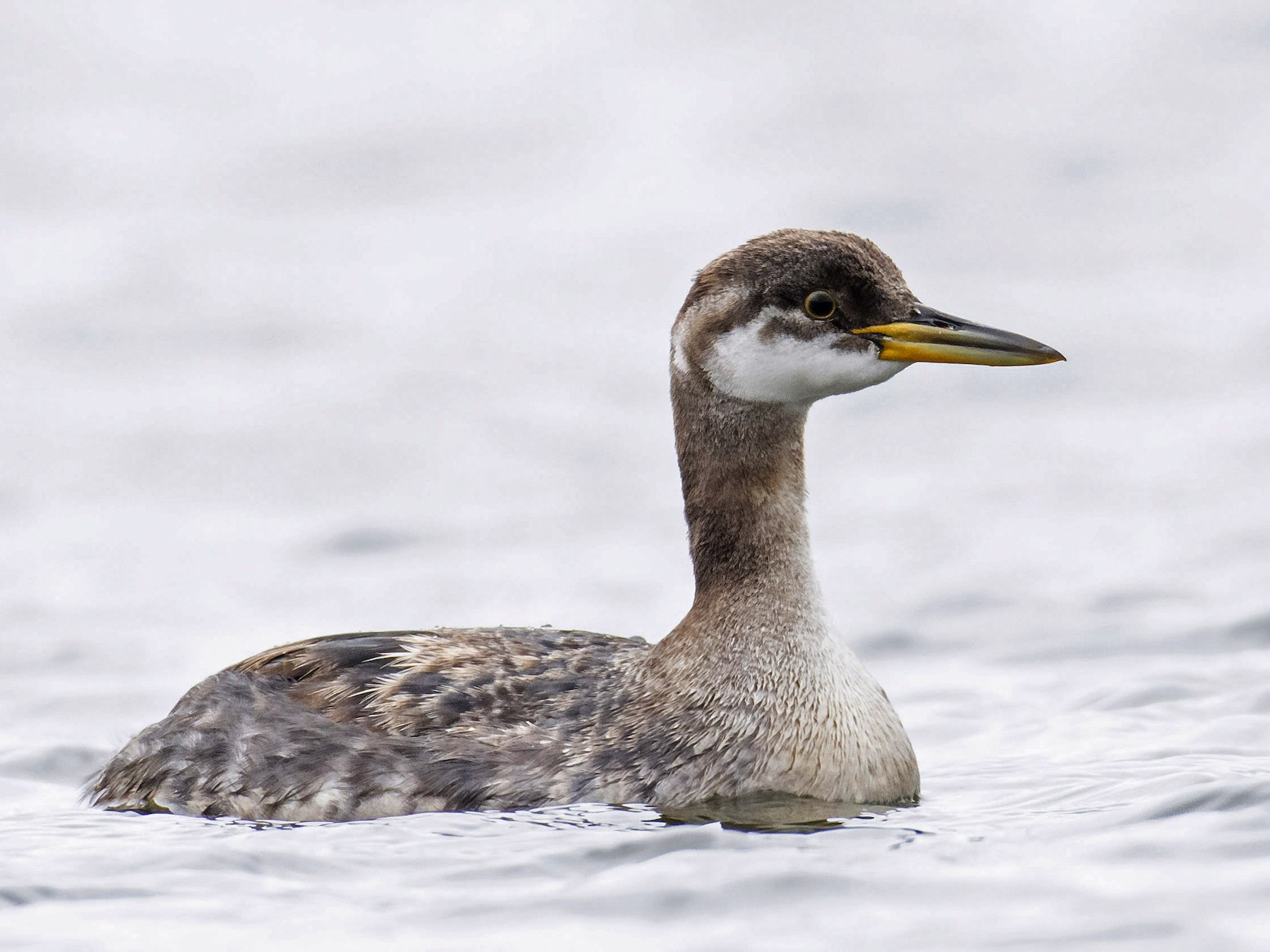 Red-necked Grebe - eBird