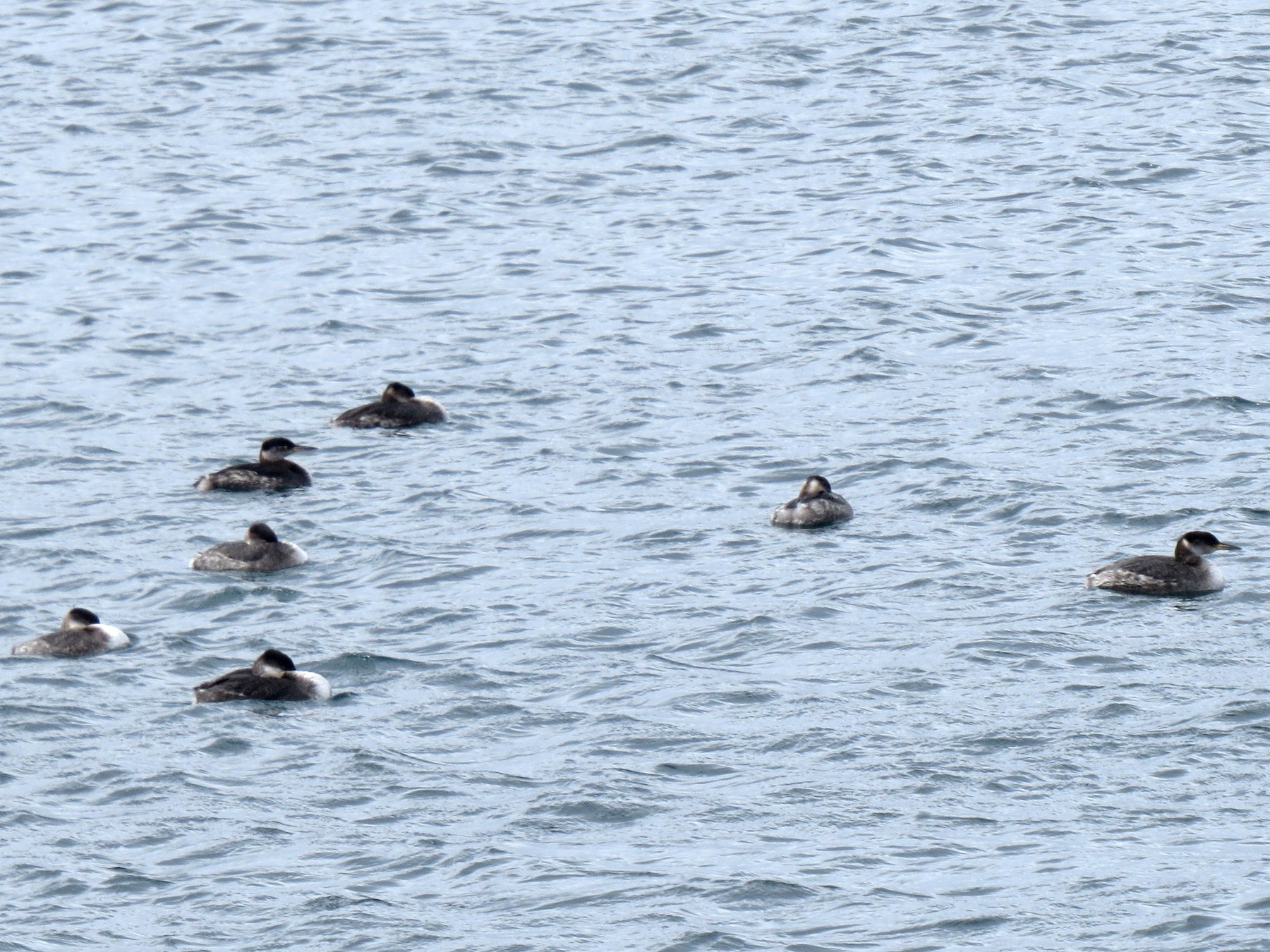 Red-necked Grebe - eBird
