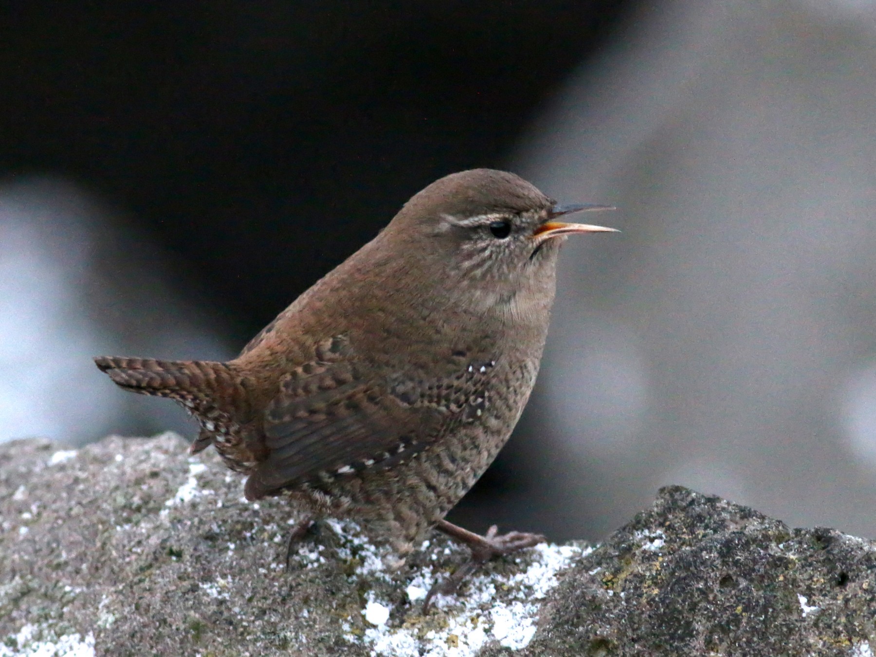 Eurasian Wren (Winter Wren) - eBird
