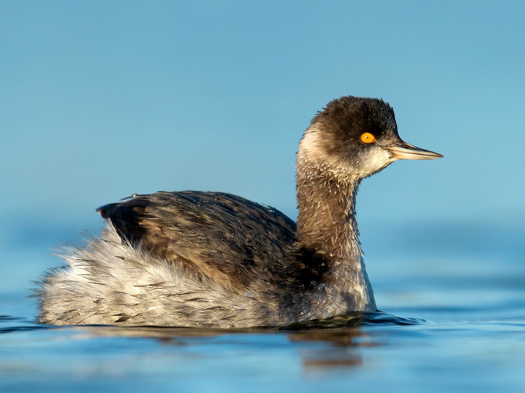 Eared Grebe - eBird