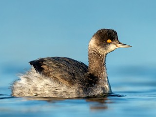 Eared Grebe - eBird