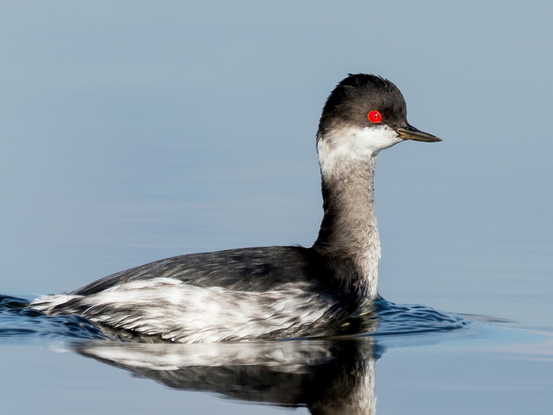 Eared Grebe Winter