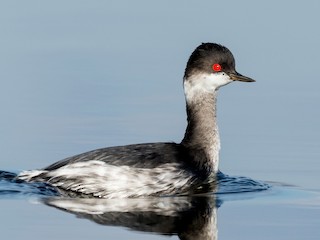 Eared Grebe - eBird