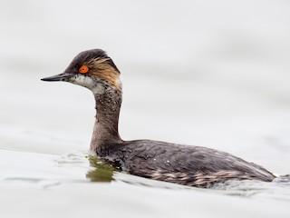 Eared Grebe - eBird