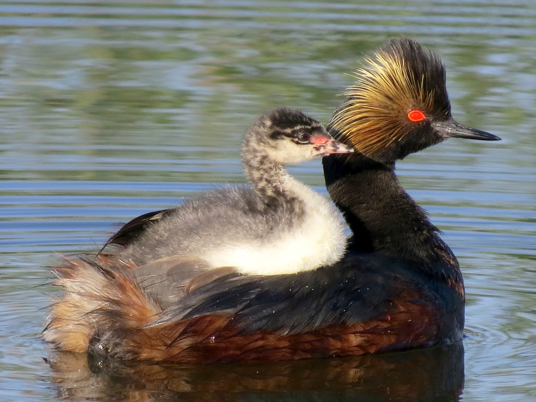 Eared Grebe - eBird