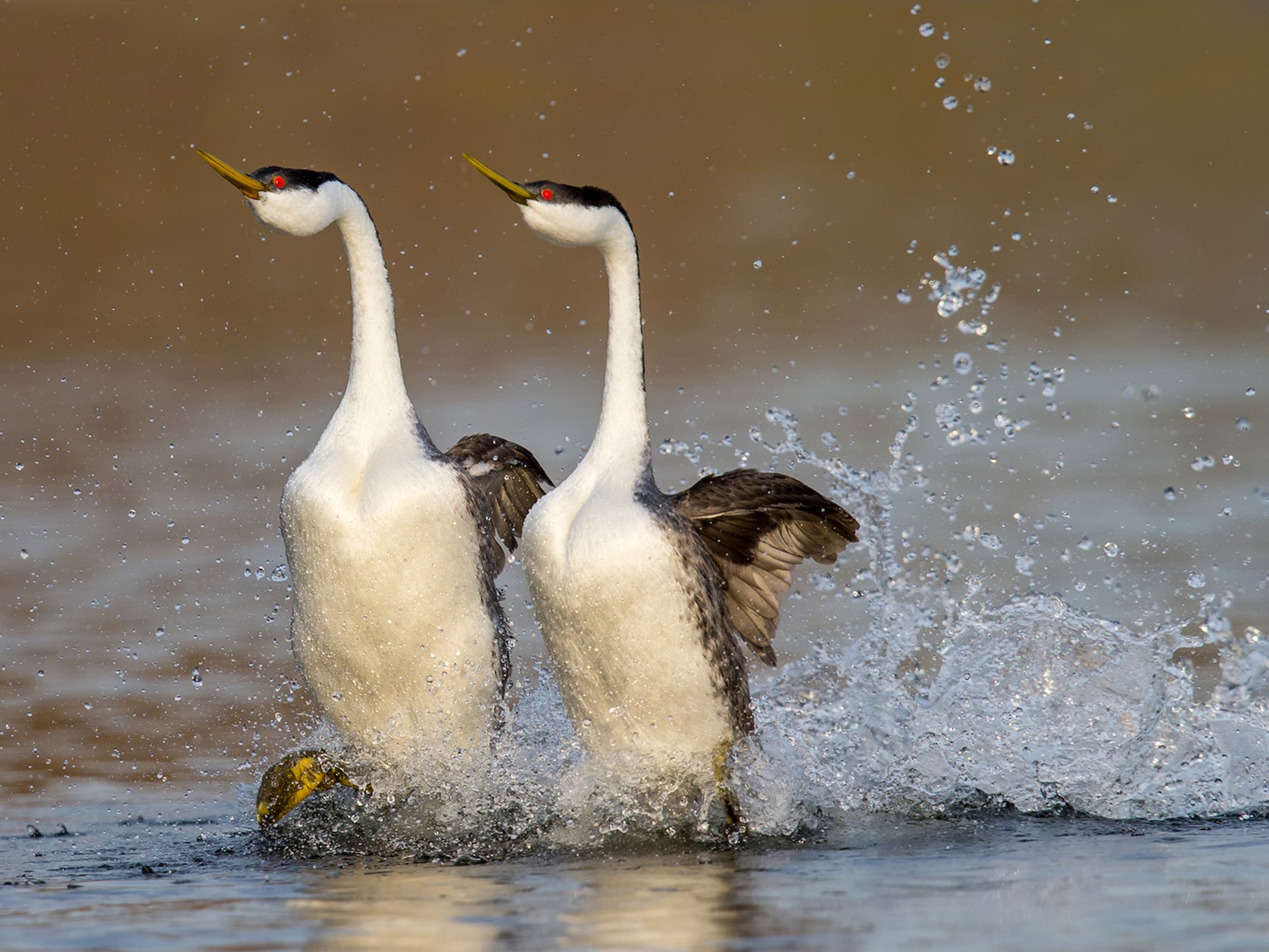 Western Grebe - eBird