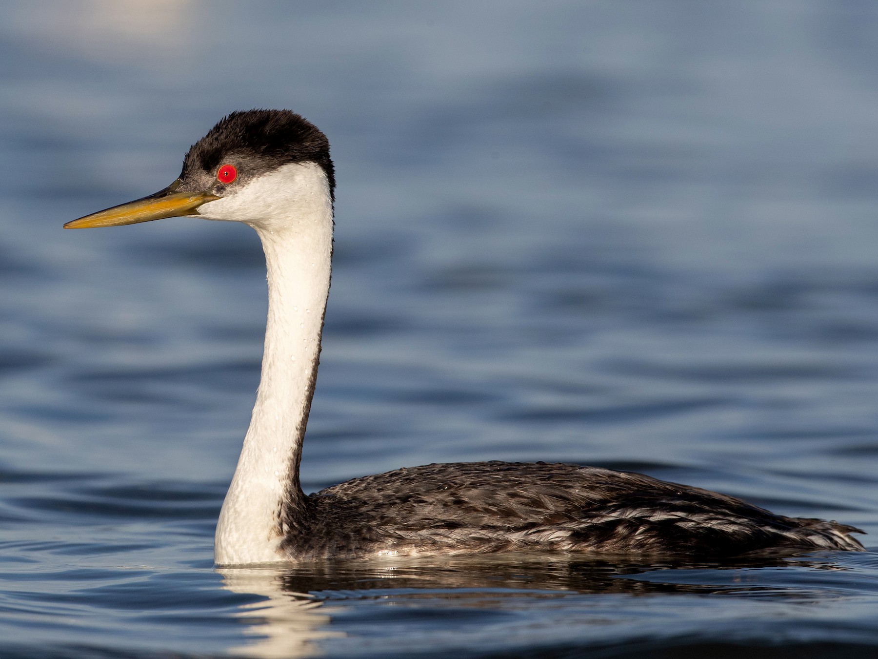Western Grebe - eBird