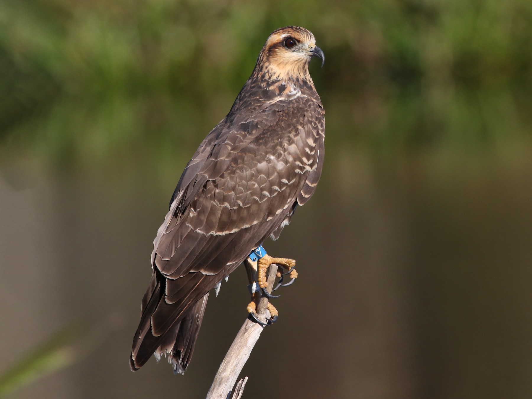 Snail Kite - eBird