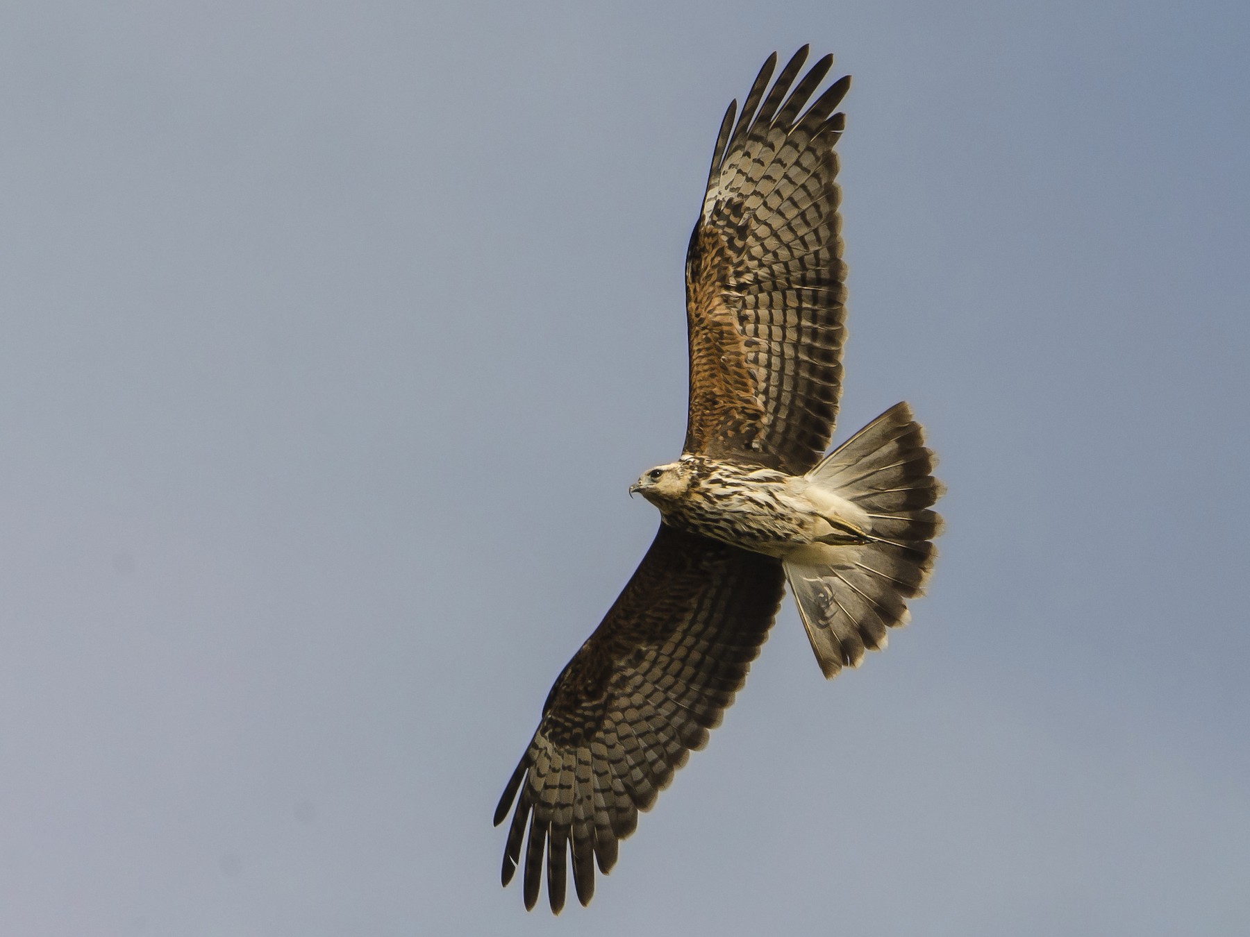 Snail Kite - eBird