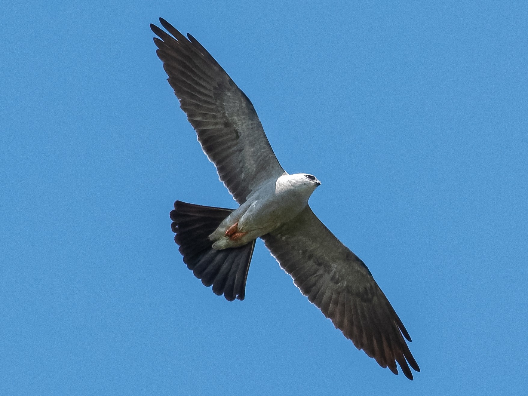 Mississippi Kite - eBird