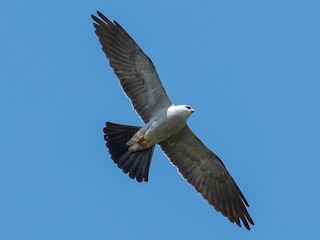 Mississippi Kite - eBird